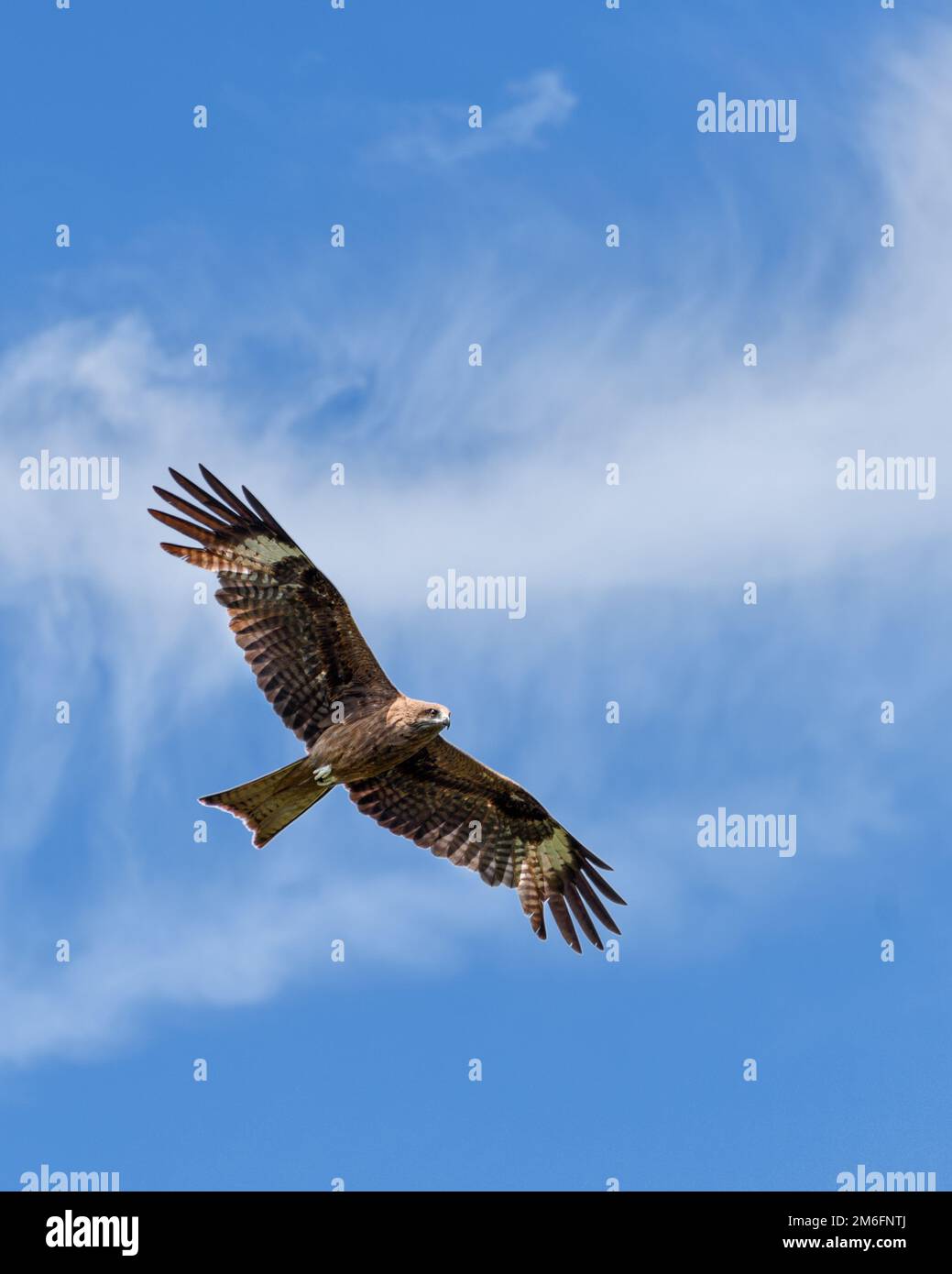 Kite soaring in the sky hi-res stock photography and images - Alamy