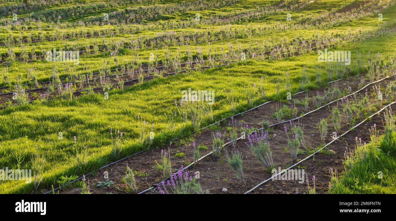 Irrigation system on a lavender field, watering of young lavender ...