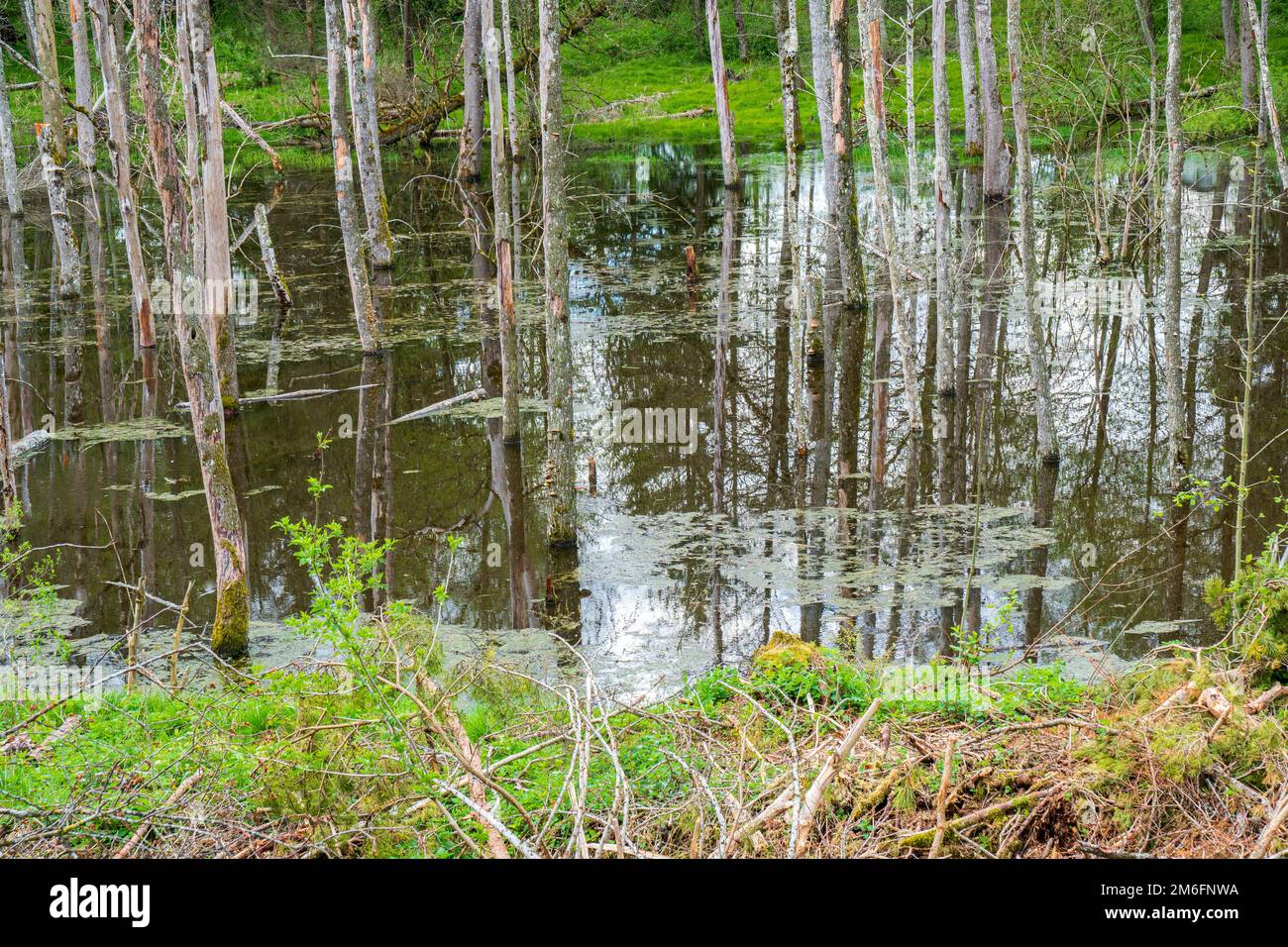 Nature reserve with marsh and dead wood Stock Photo - Alamy