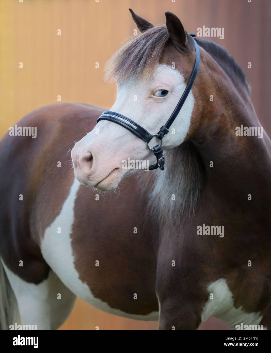 American Miniature Horse. Vertical portrat of pinto mare on gold ...