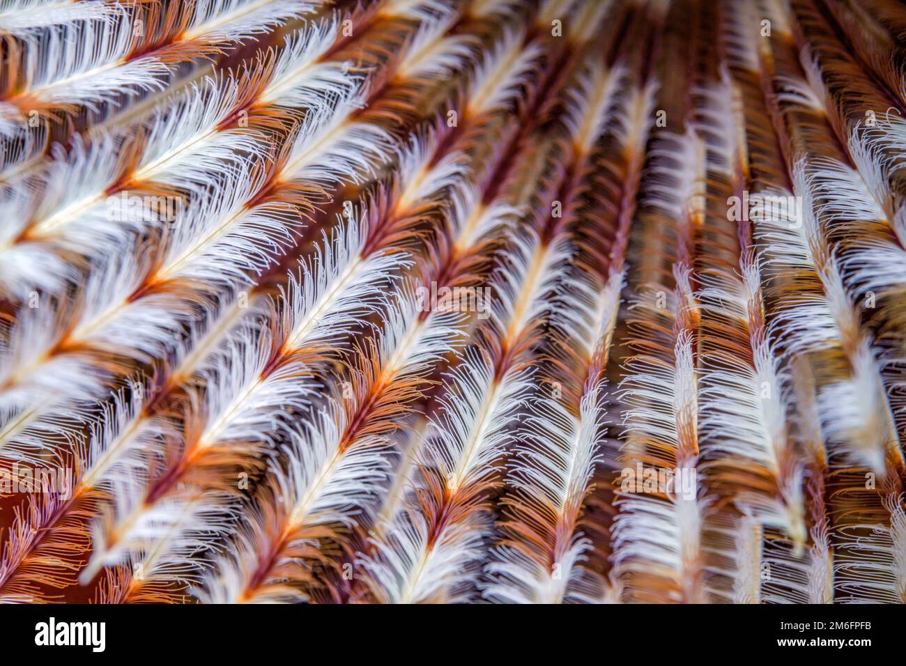 macro shot of colored coral. Close-up photo of the underwater life of a ...