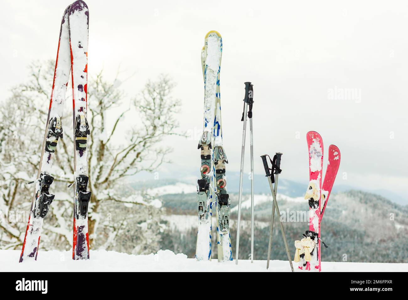 Picture of three pairs of skis of skiers family on the chair lift Stock ...