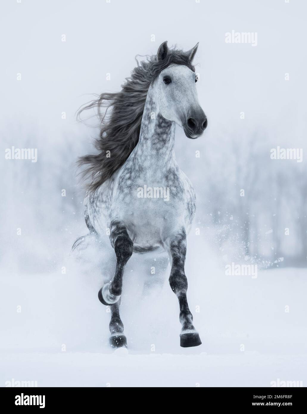 Runnig dapple-grey long-maned Andalusian stallion in winter. Vertical ...