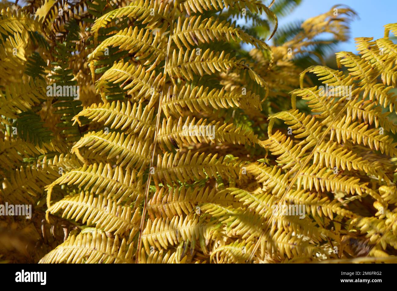 Yellowing ferns hi-res stock photography and images - Alamy