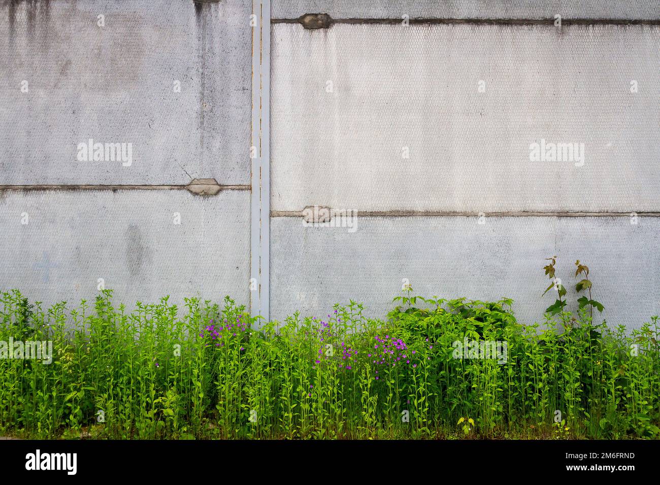 Urban grungy gray concrete wall with green grass. Grunge vintage ...