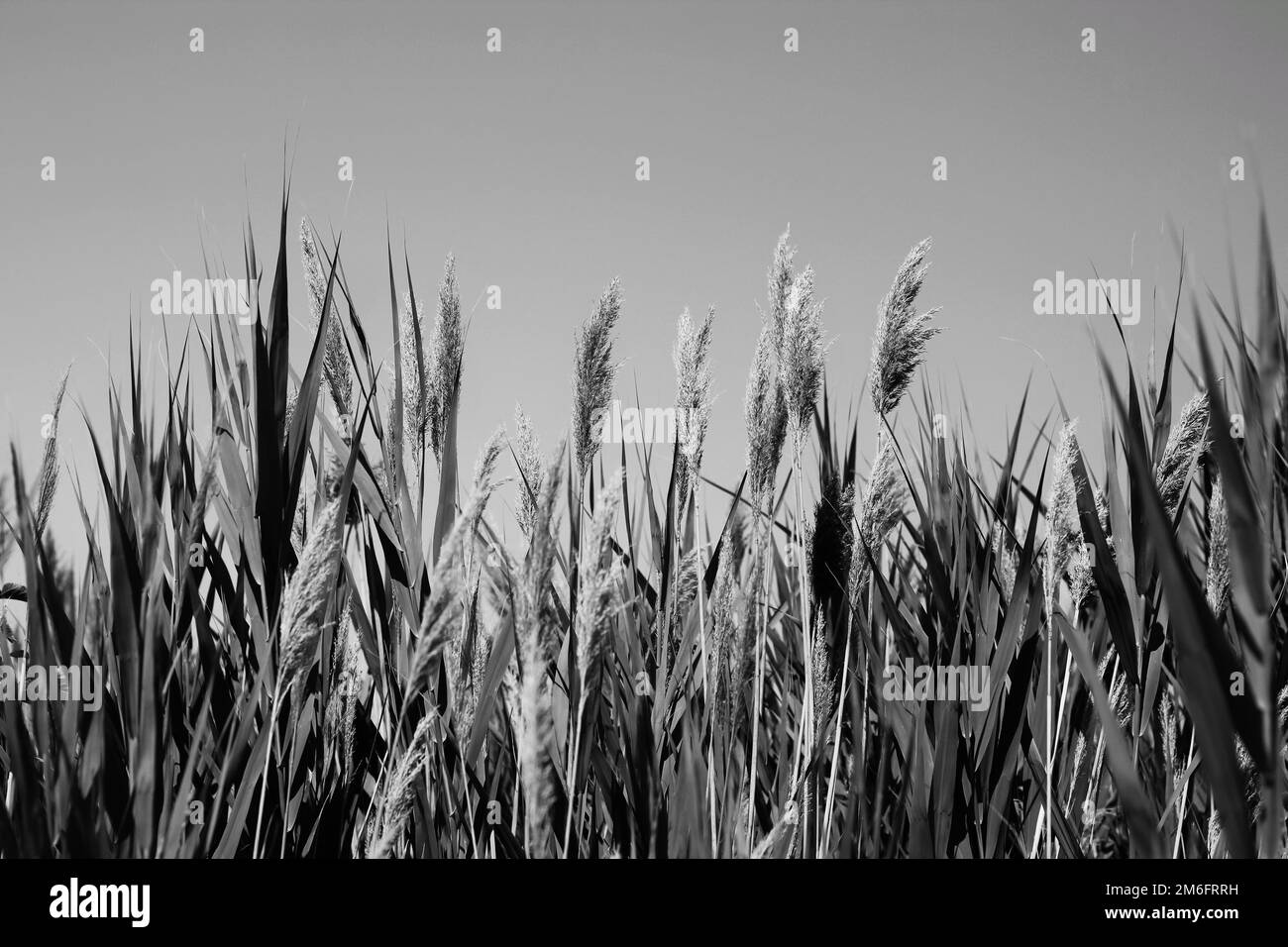 Typical and common wild wheatgrass swaying in the sumer breeze in a ...