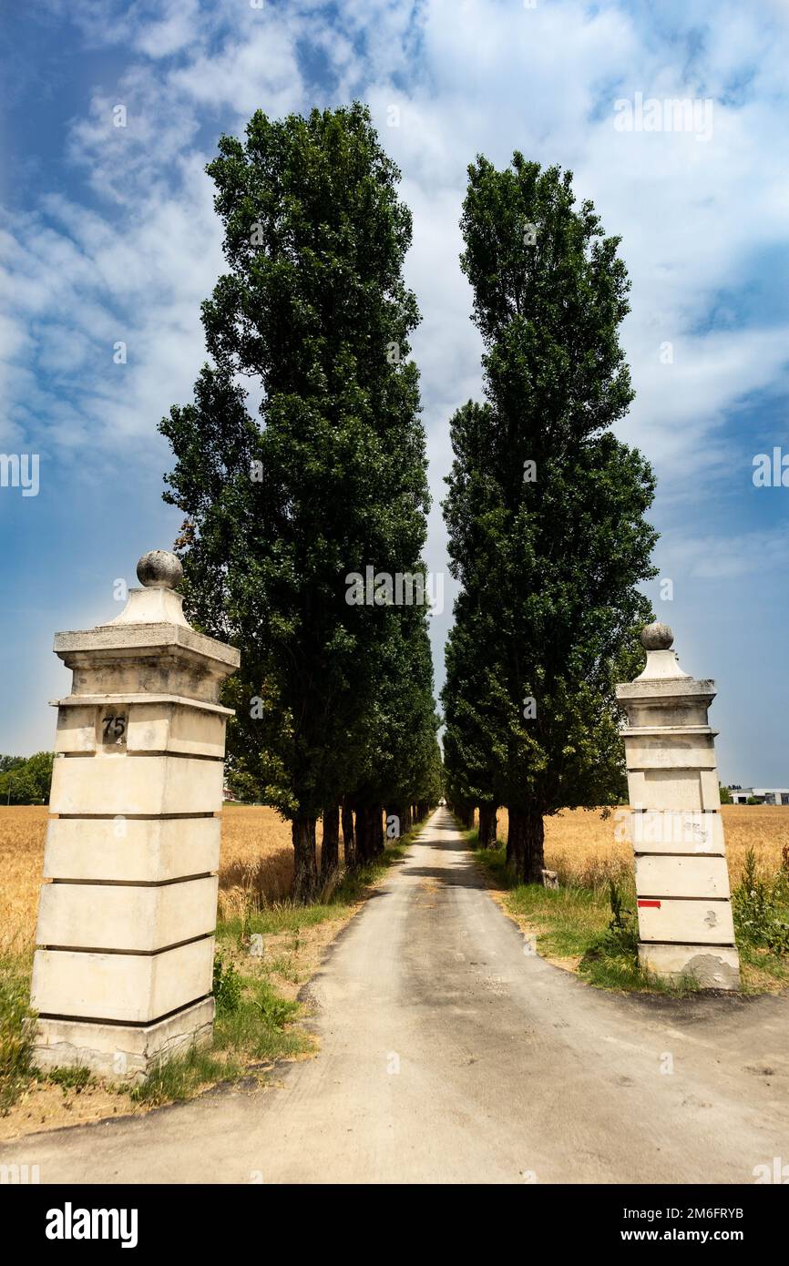 Rural road with trees surrounded by barley cultivation, Parma, Italy ...