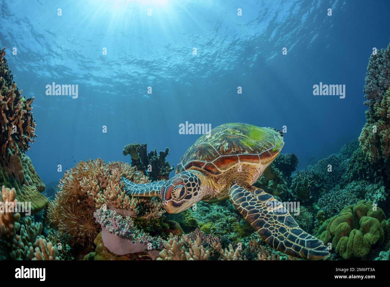 Paradise aqua deep sea diving hi-res stock photography and images - Alamy
