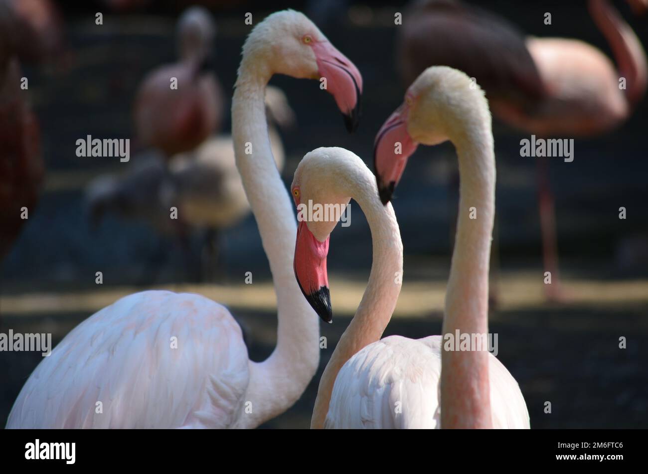 Three flamingos standing, Zoo Hannover Stock Photo - Alamy