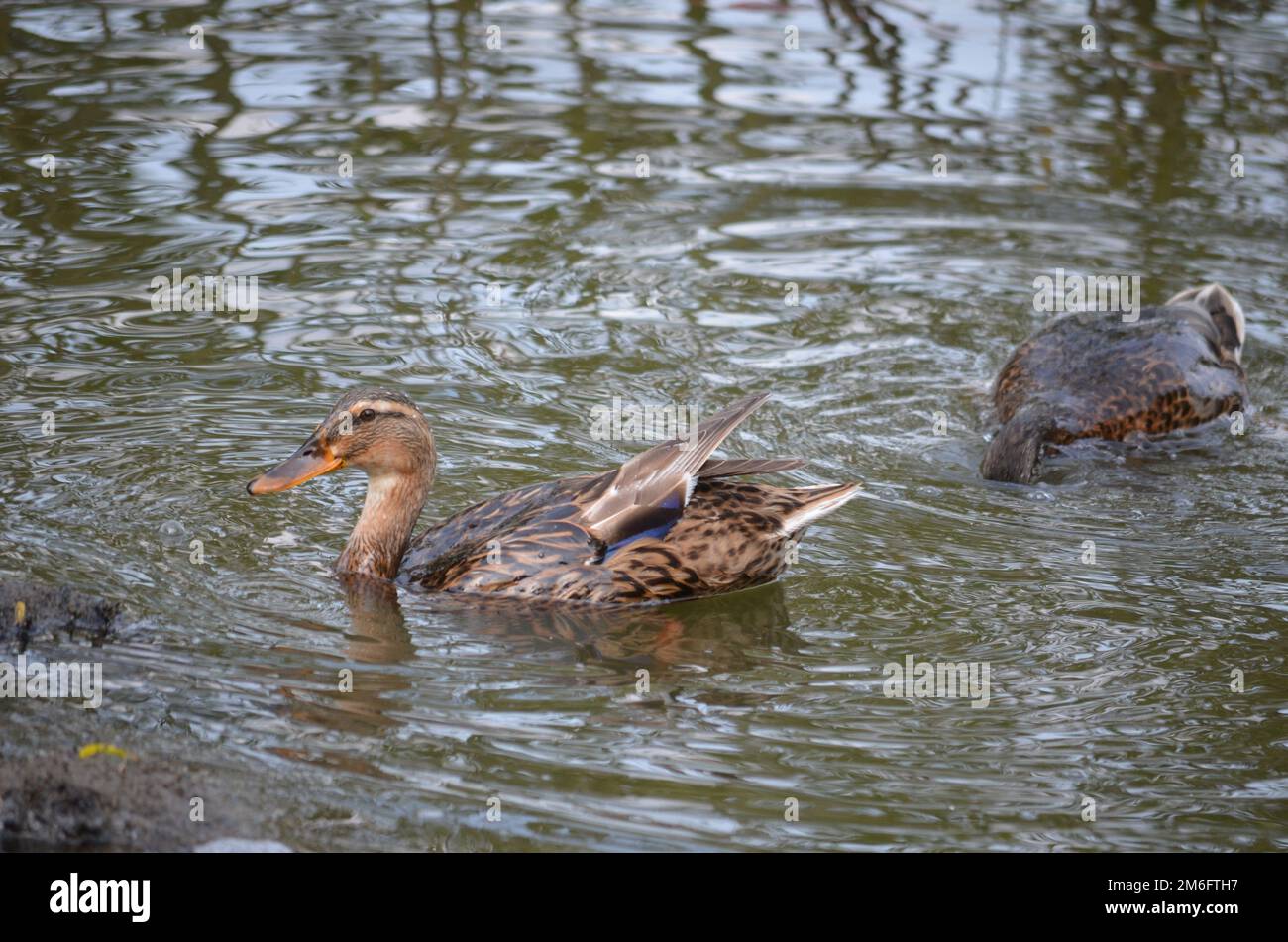 Steindhuder meer hi-res stock photography and images - Alamy