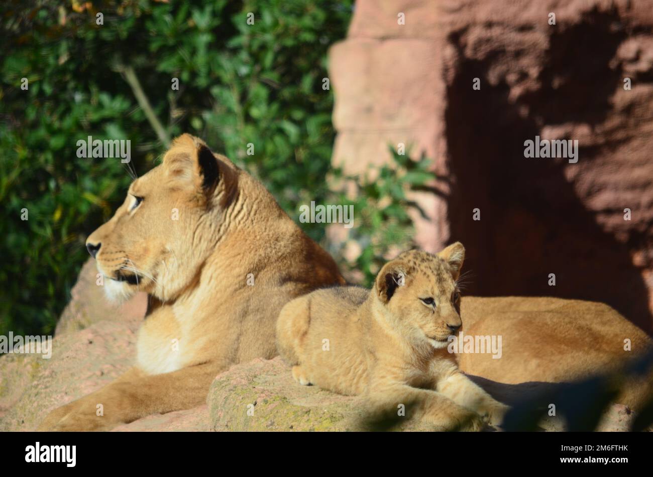 Lion mother with cub lying on a rock Stock Photo - Alamy