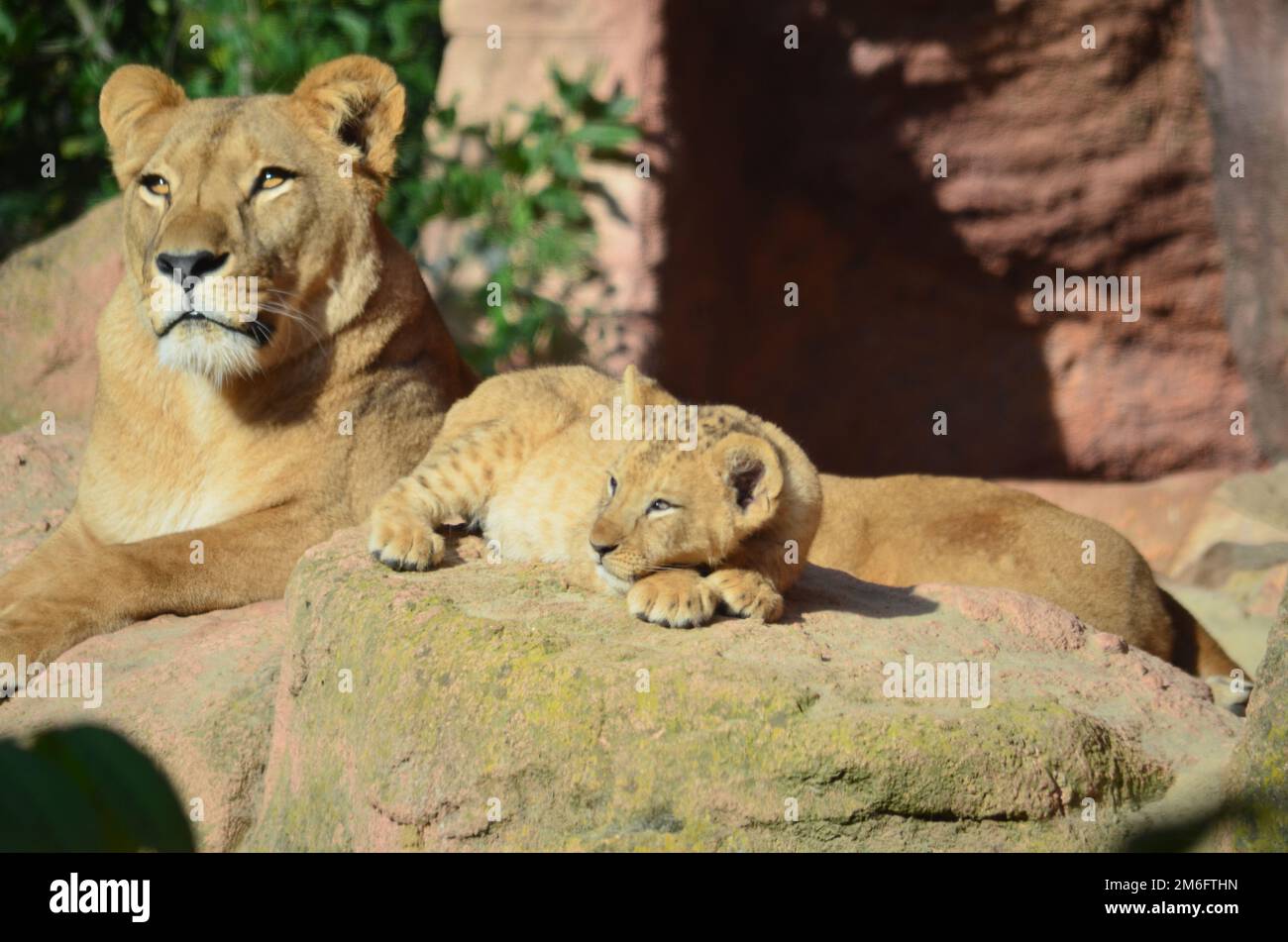 Berberlowe hi-res stock photography and images - Alamy