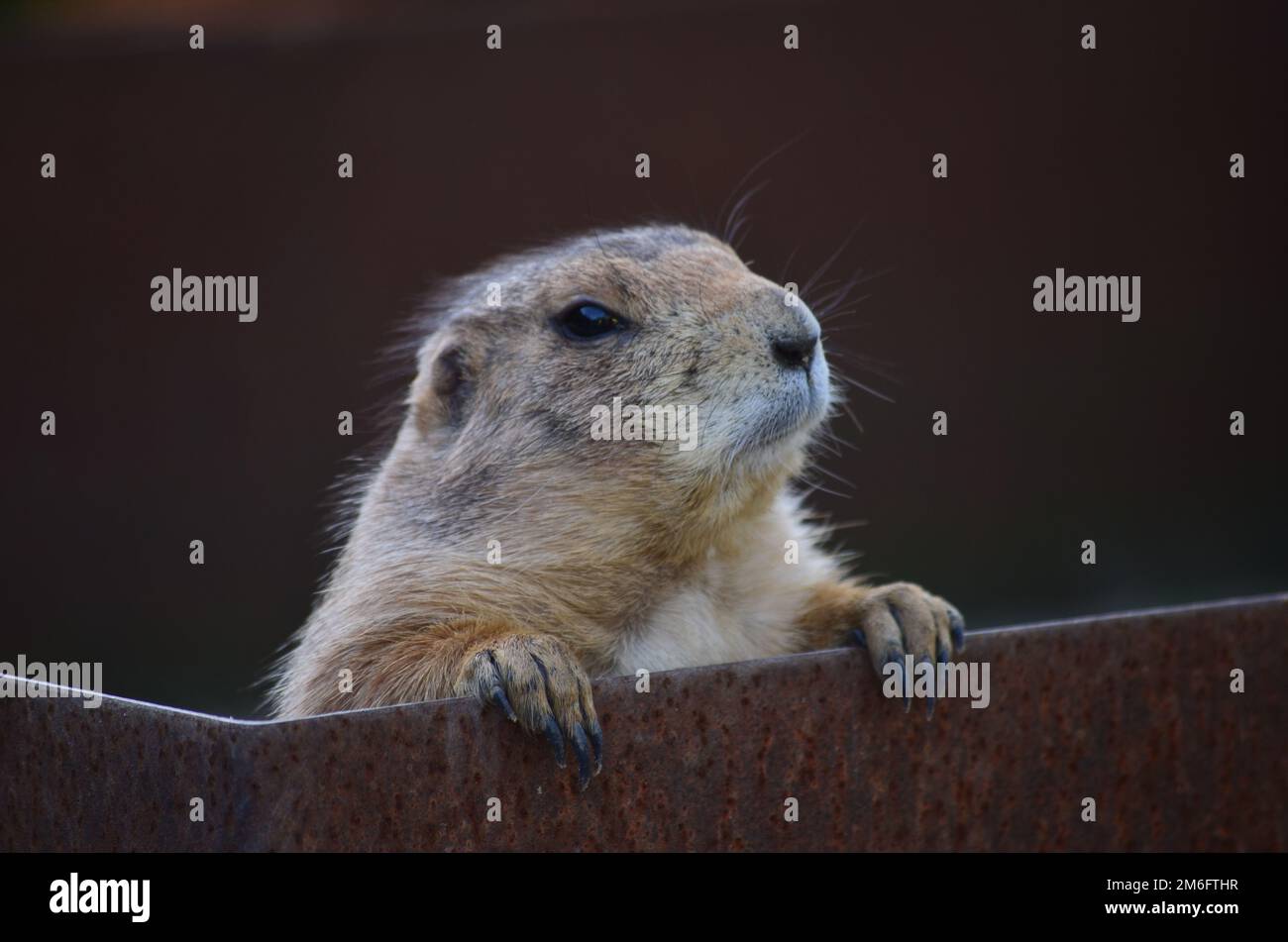 Prairie dog standing hi-res stock photography and images - Alamy