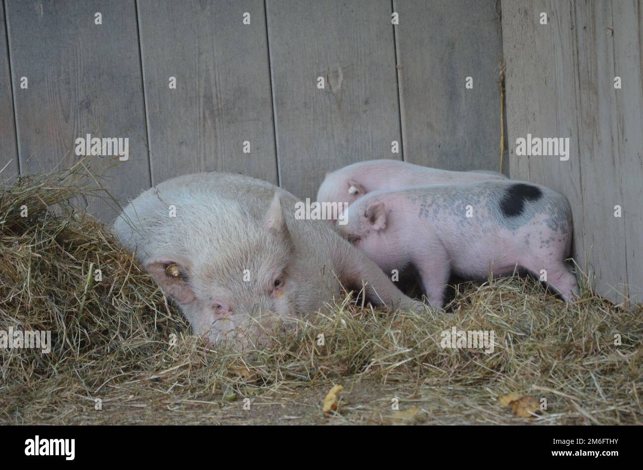 Mother pig feeding two piglets lying on straw Stock Photo - Alamy