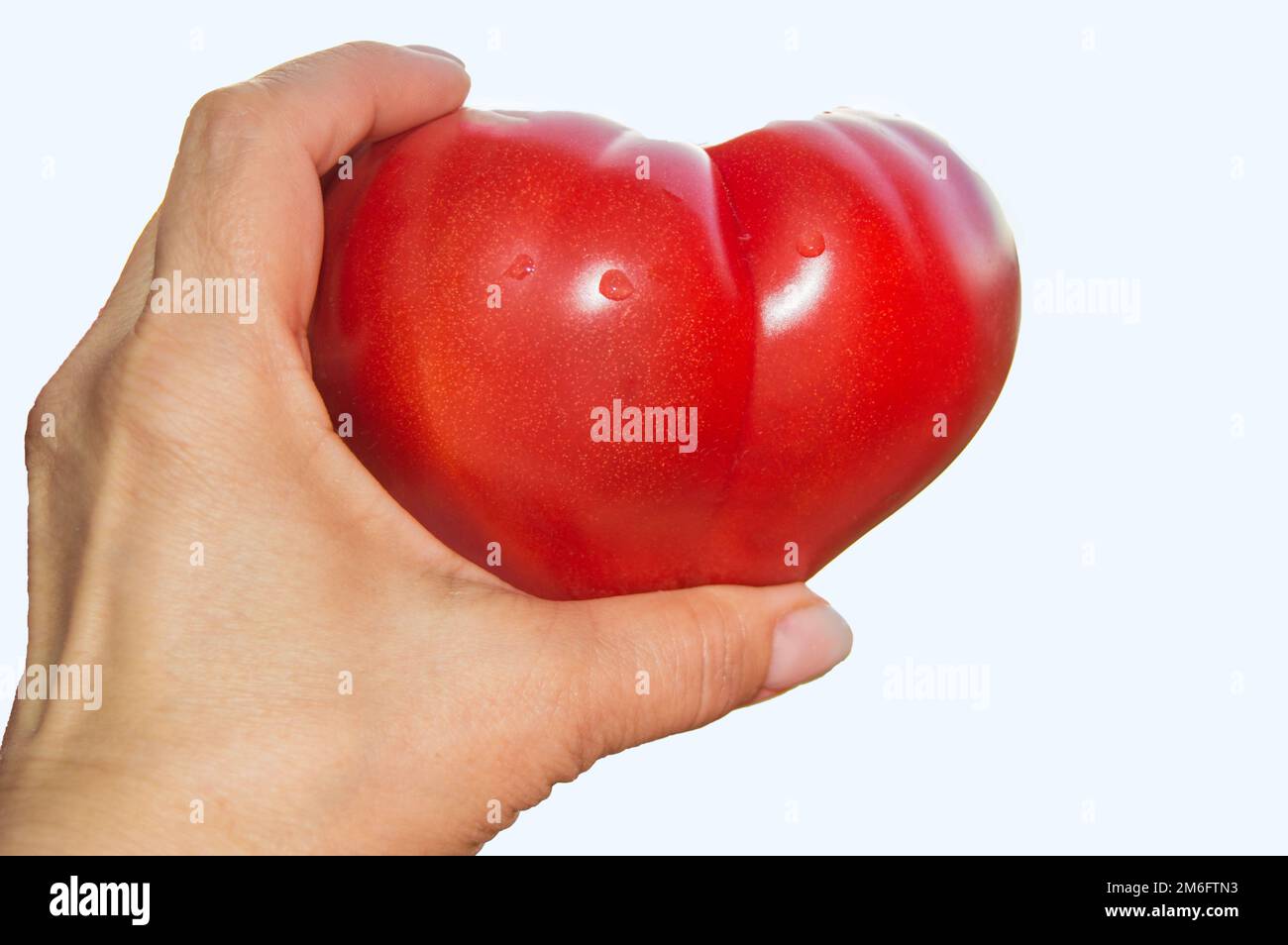 A large whole red tomato in a human hand, isolated on a white ...