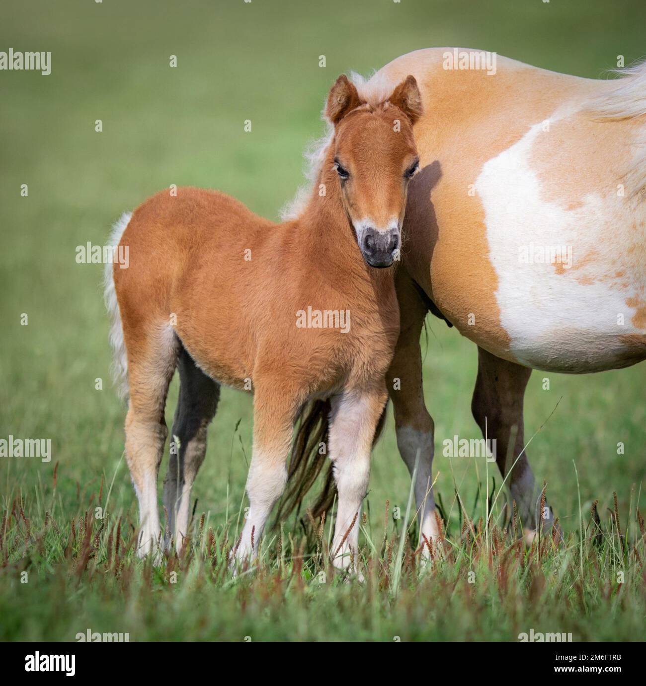 American Miniature Horse. Foal with his mare on green field Stock Photo ...