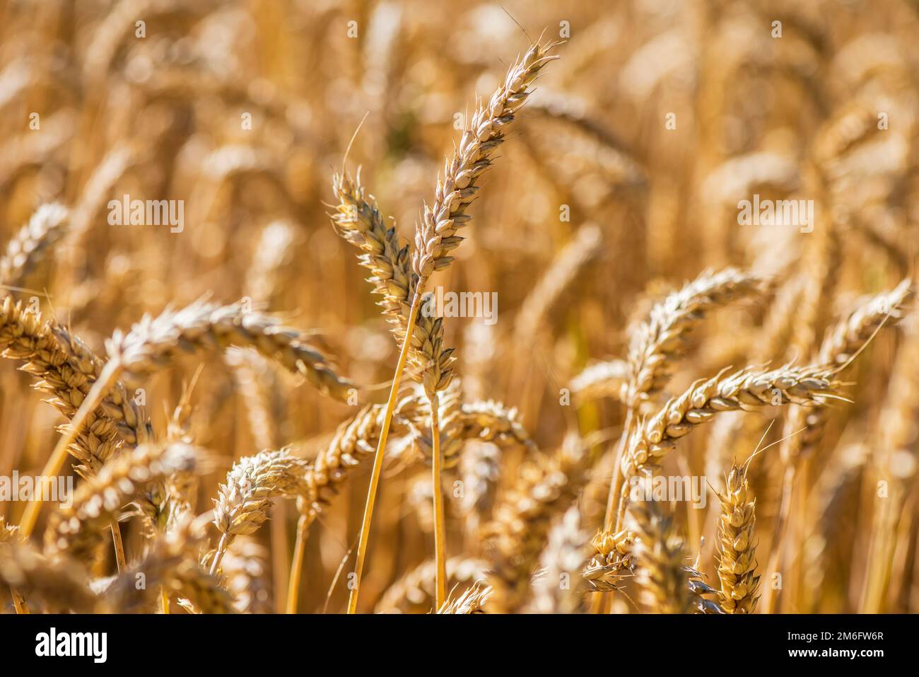 Wheat as symbol hi-res stock photography and images - Alamy