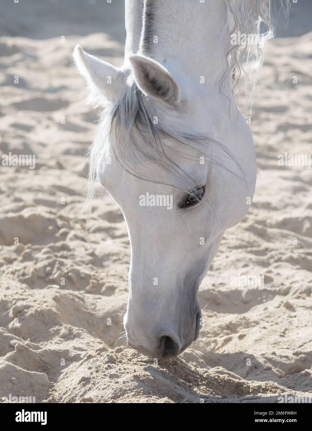 Animal body part. Arabian white horse smell sand Stock Photo - Alamy