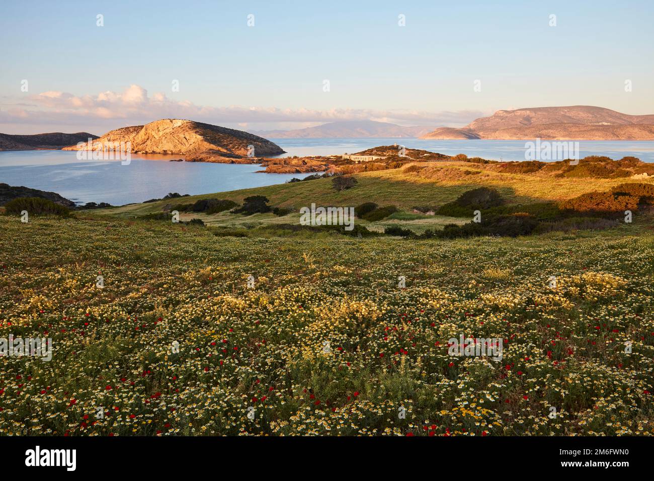 Wildflowers bloom in spring hi-res stock photography and images - Alamy