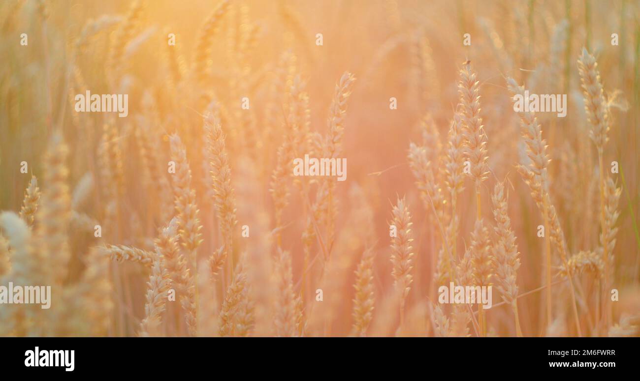 Sunlight beams crops hi-res stock photography and images - Alamy