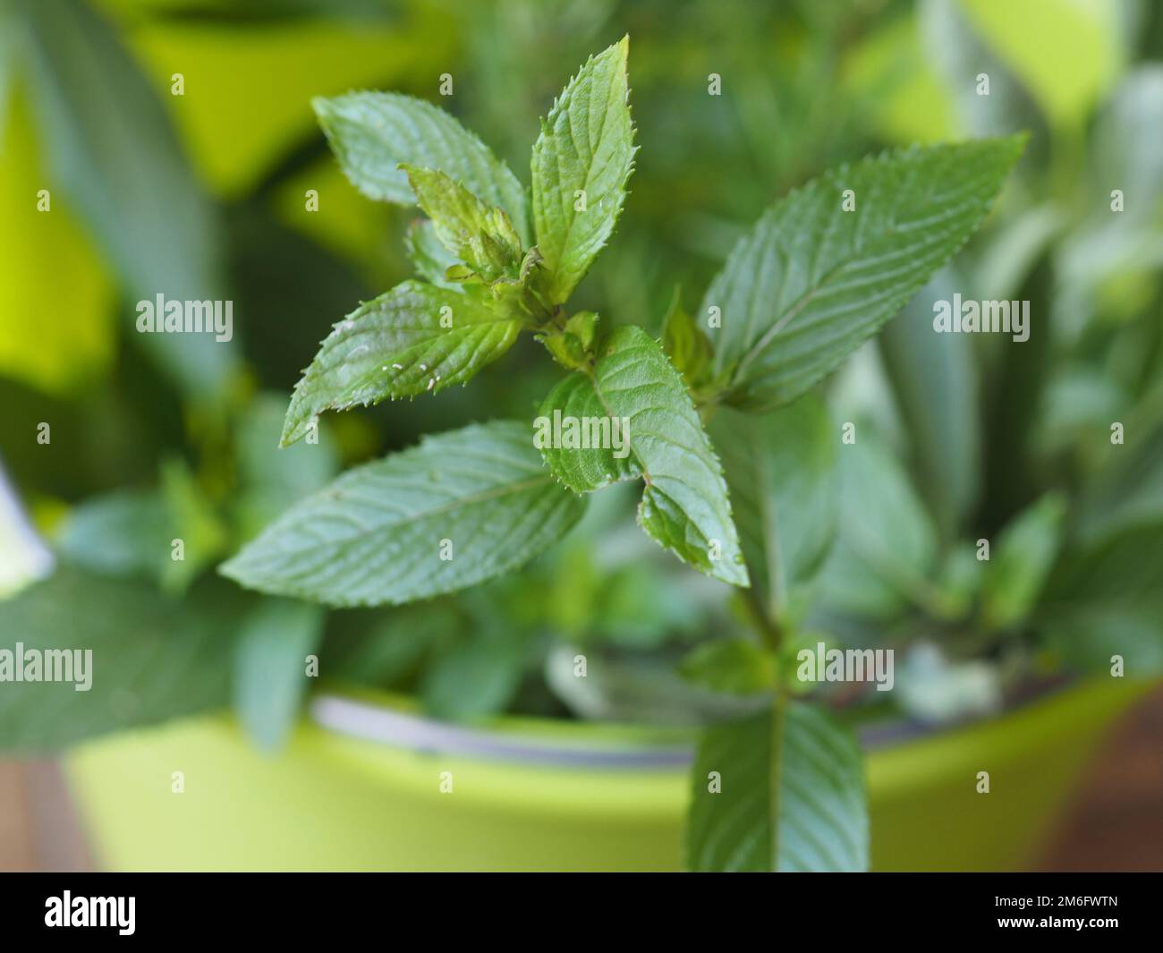 Peppermint (Mentha piperita) plant Stock Photo - Alamy