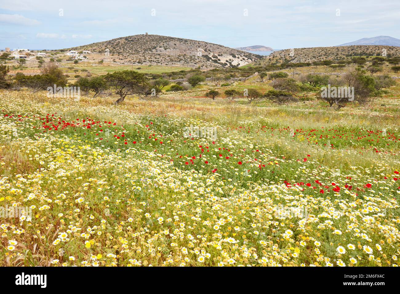 Wildflower meadow in bloom in spring Stock Photo - Alamy