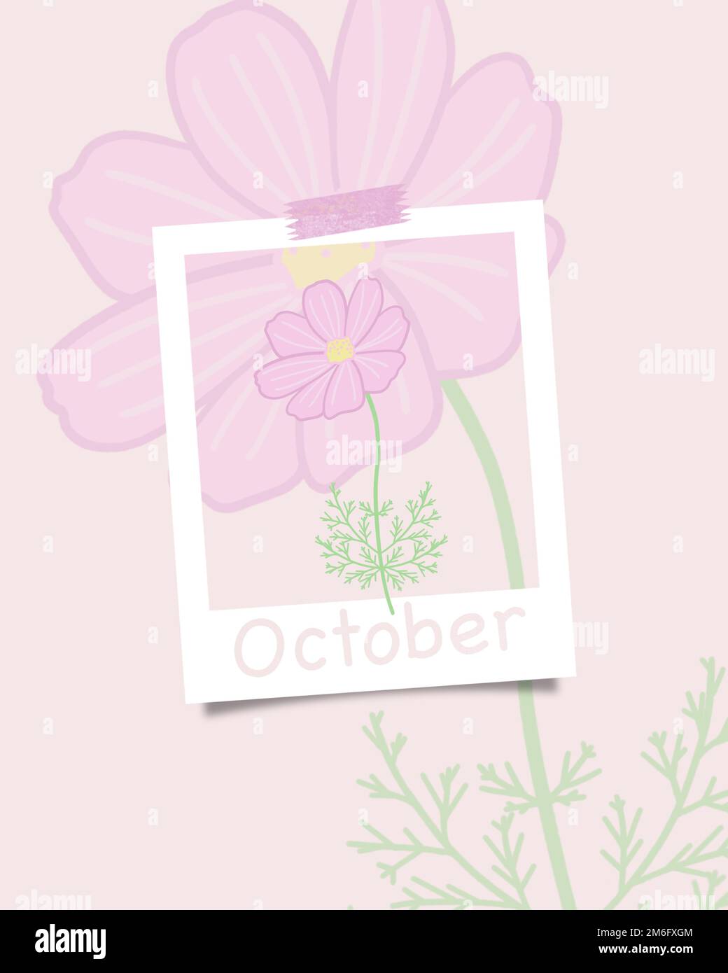 Minimalist flat floral illustration of pink cosmos flower in October ...