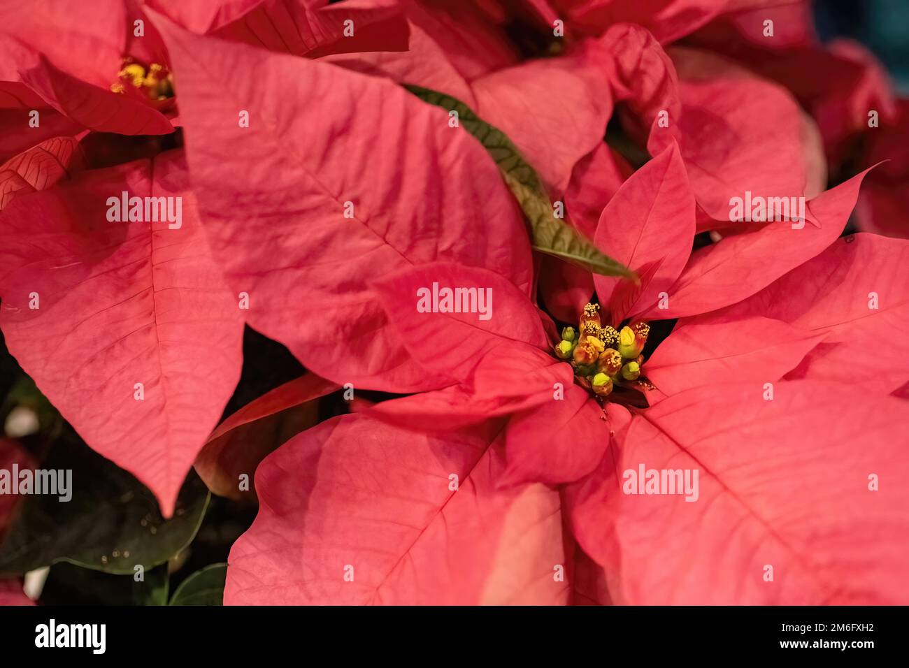 Pretty pink poinsettia plant for Christmas at St. Joseph's Catholic ...