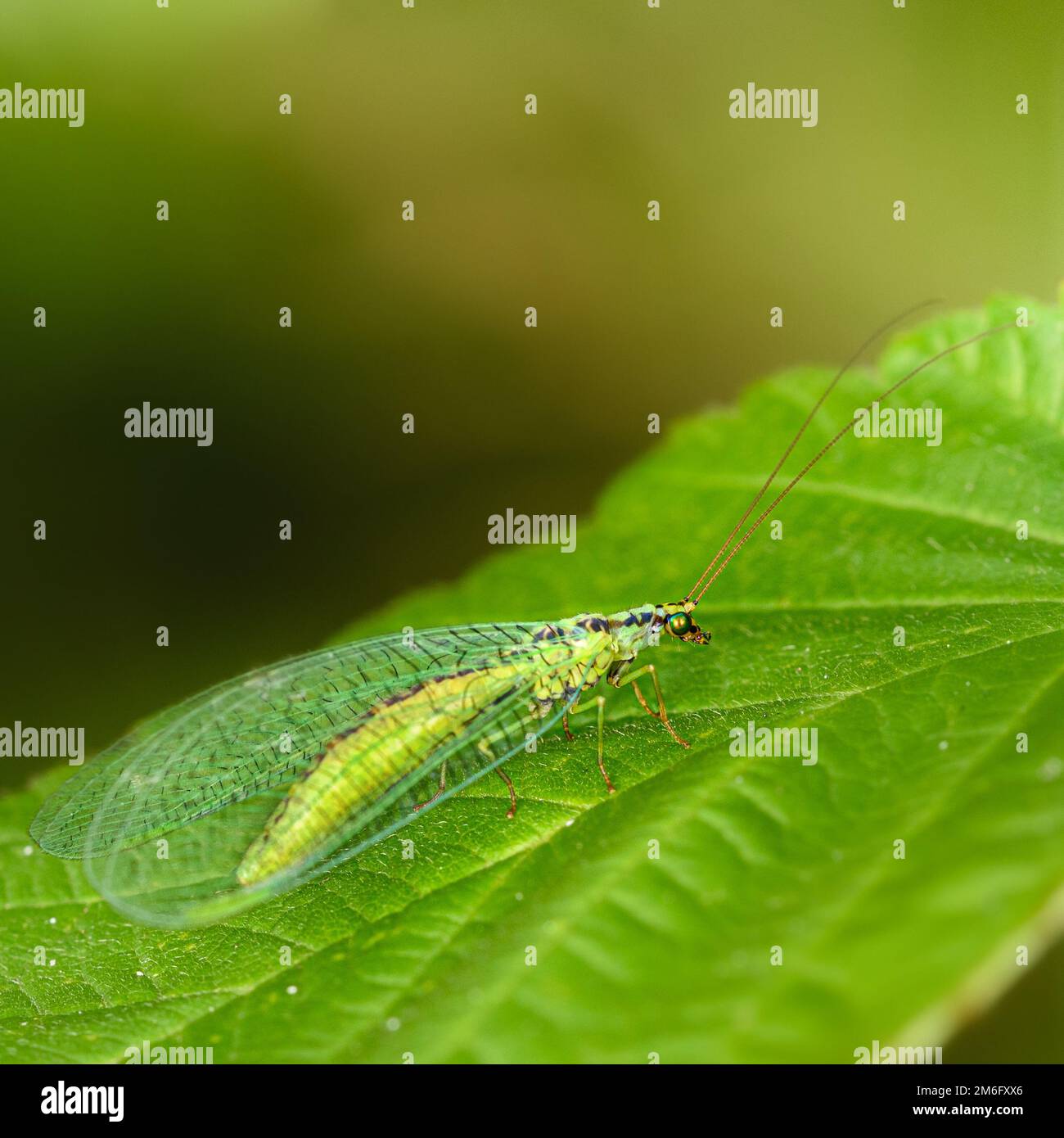 Golden-eyed insect Latin Chrysoperla carnea Stock Photo - Alamy
