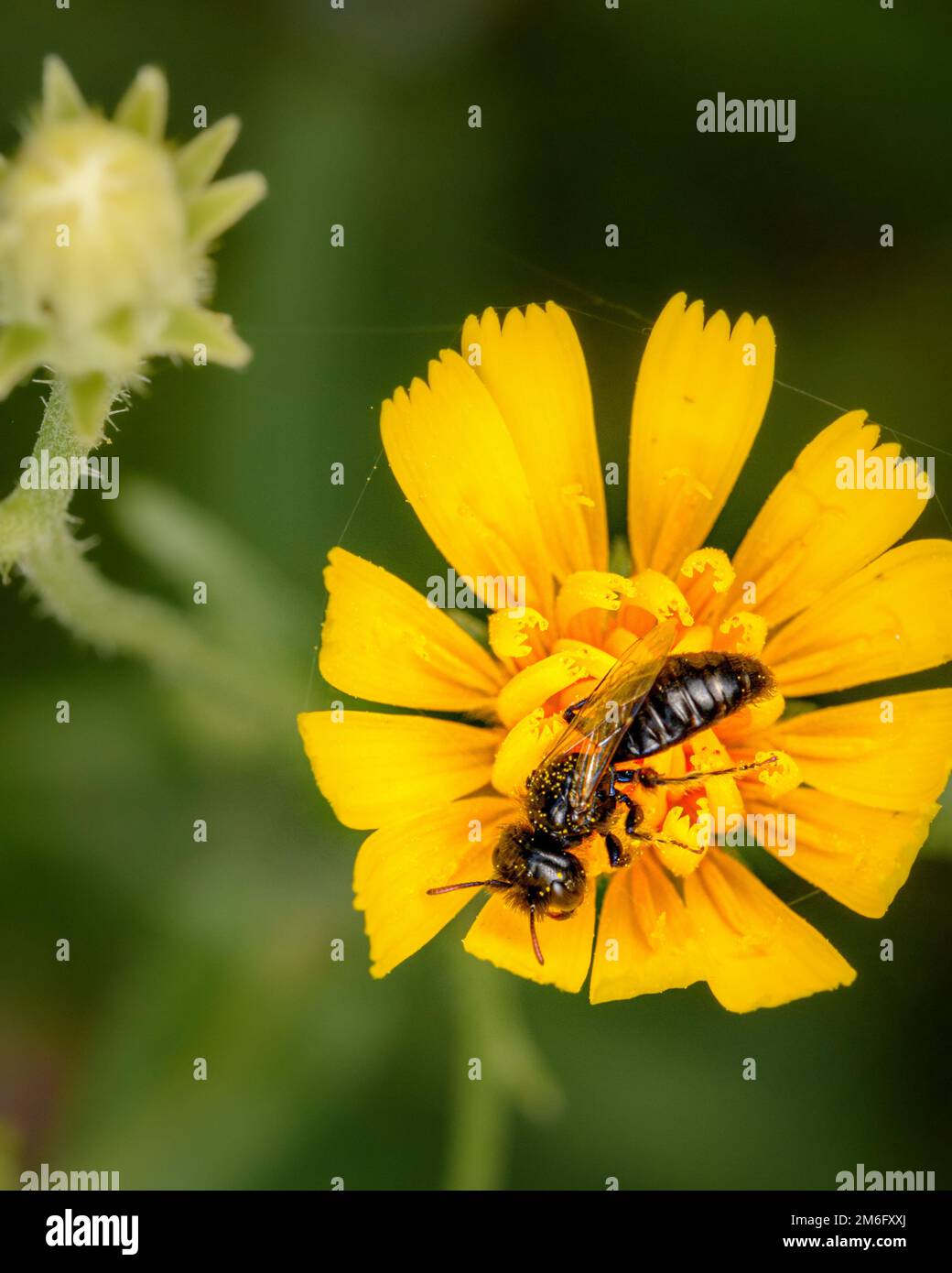 Small fly hi-res stock photography and images - Alamy