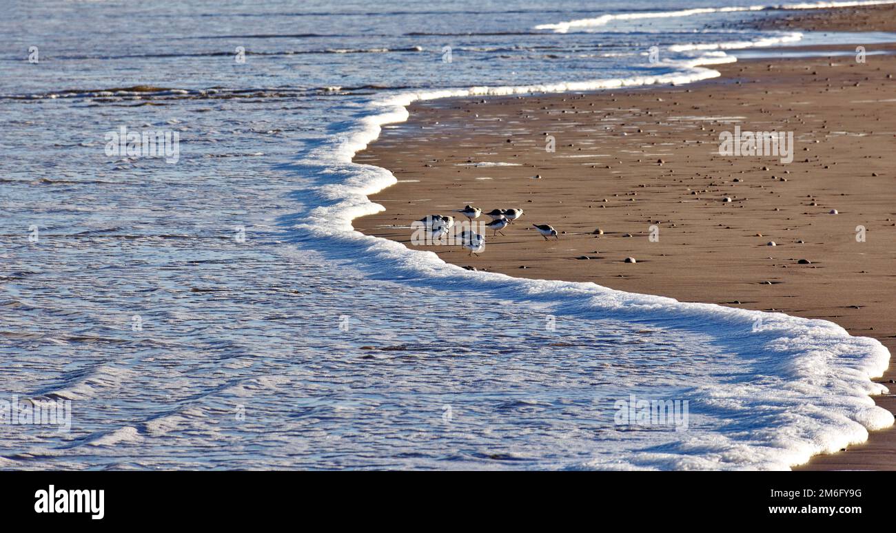 Lossiemouth East Beach Moray coast Scotland flock of Sanderlings ...