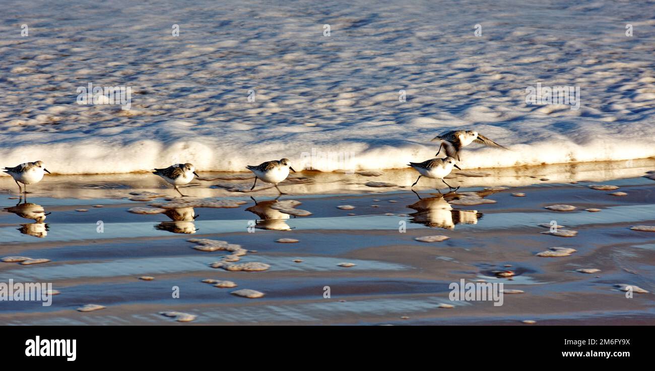 Lossiemouth East Beach Moray coast Scotland flock of Sanderlings ...