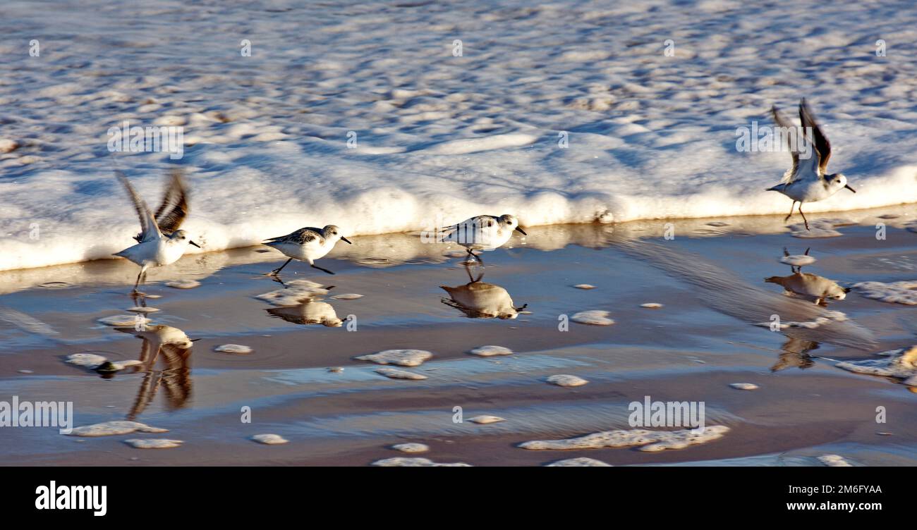 Lossiemouth East Beach Moray coast Scotland four Sanderlings Calidris ...