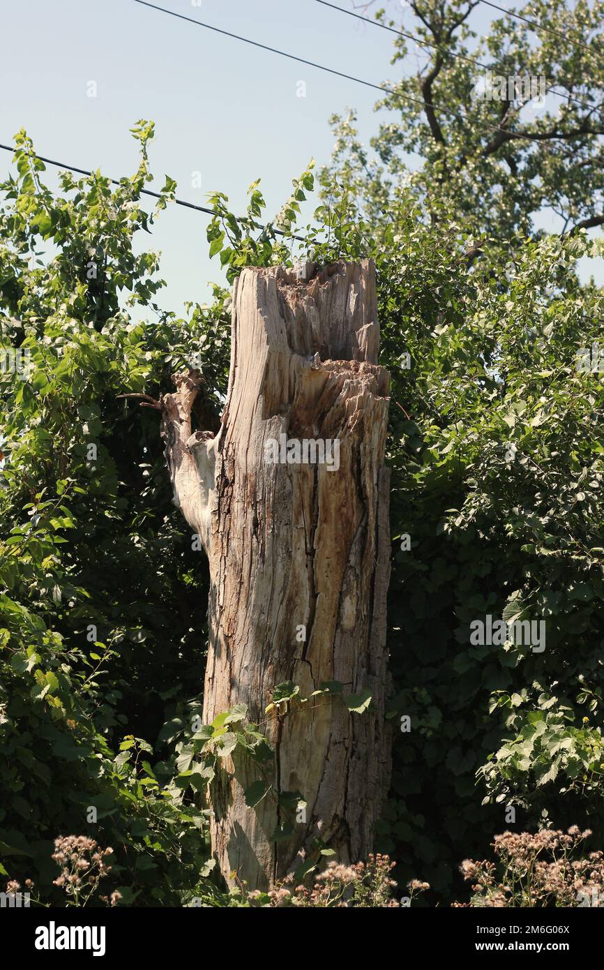 A huge tree stump growing in the wild overgrown summer garden Stock ...