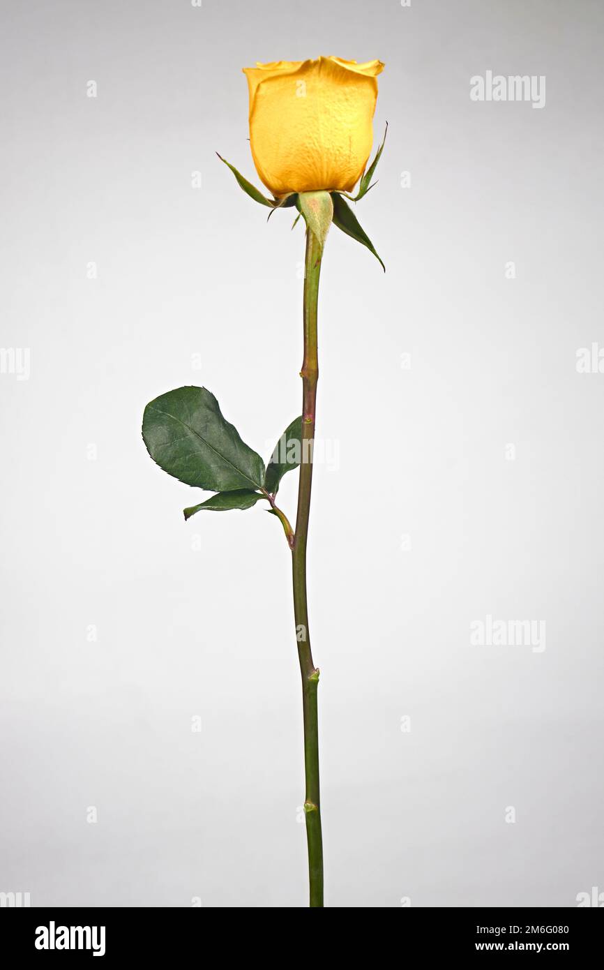 Valentine's Day. Flowers composition. frame made of rose flowers ...