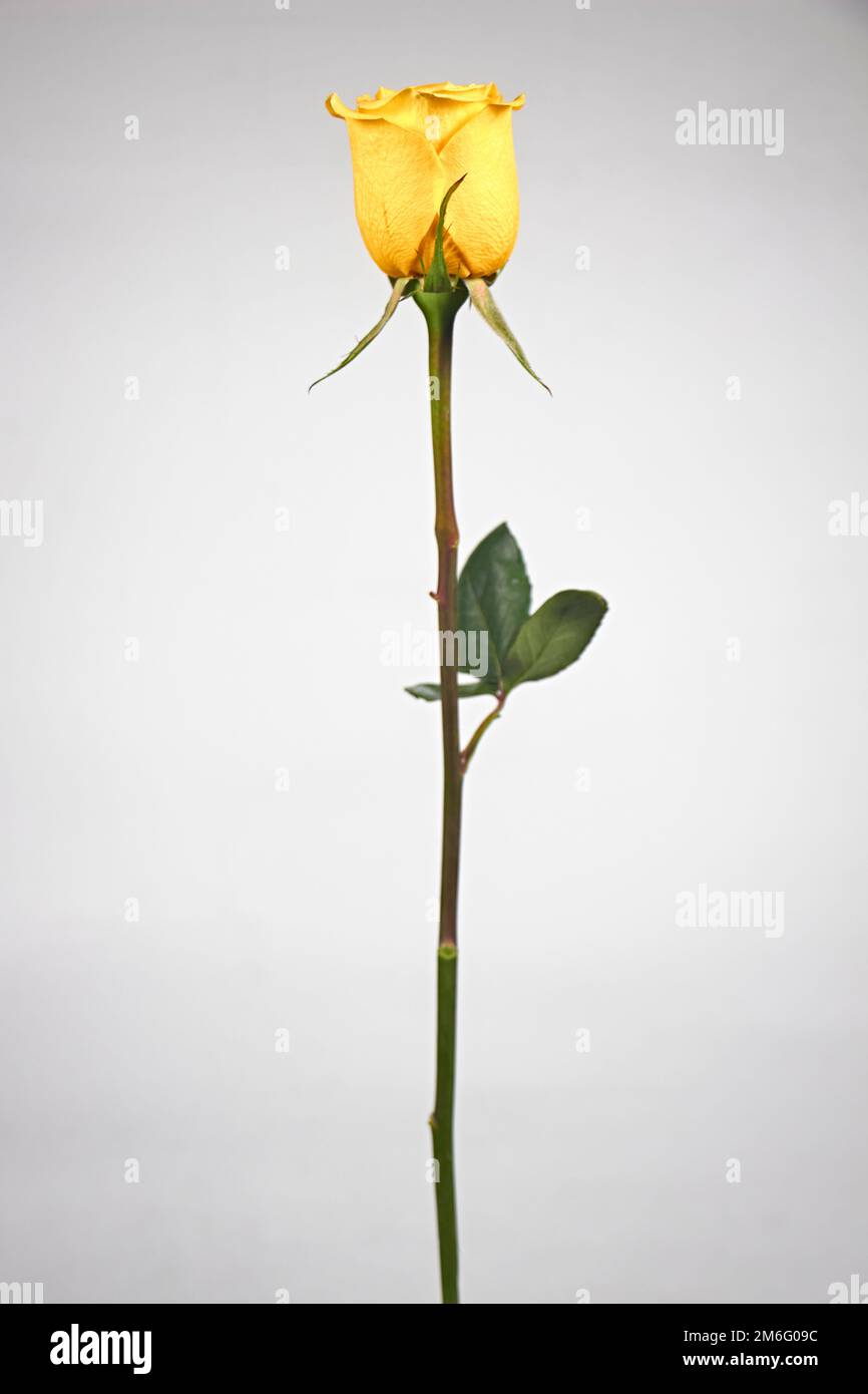 Valentine's Day. Flowers composition. frame made of rose flowers ...