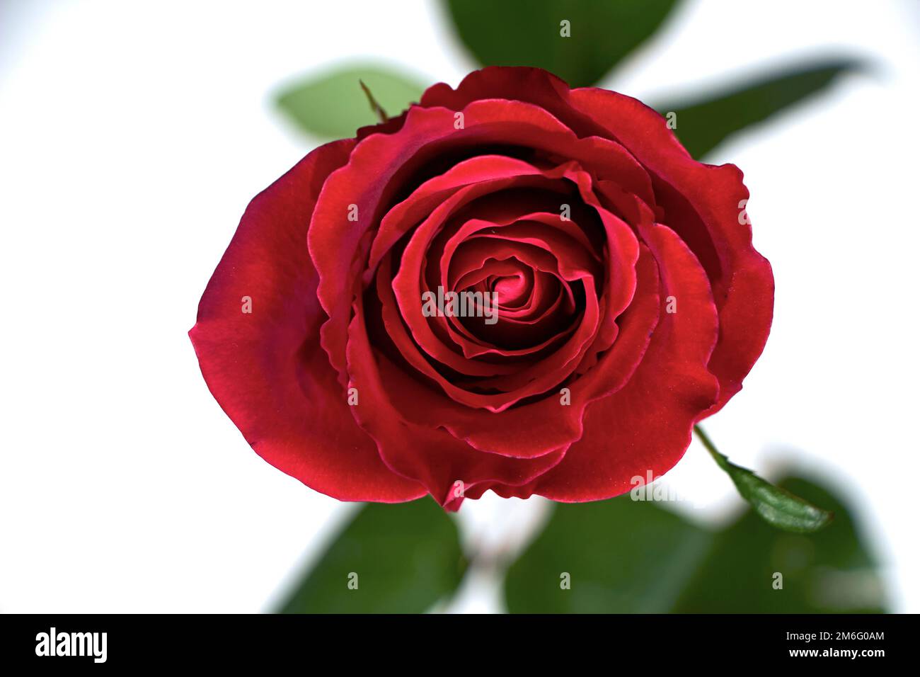 Valentine's Day. Flowers composition. frame made of rose flowers ...