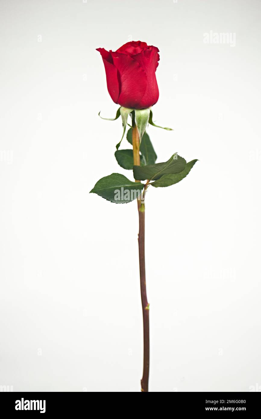 Valentine's Day. Flowers composition. frame made of rose flowers ...