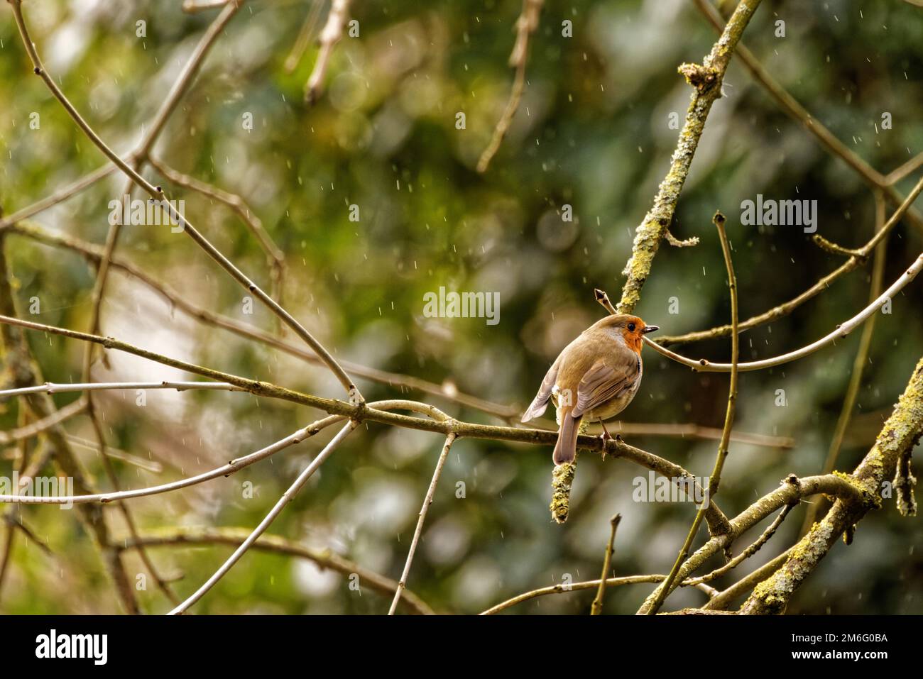Robin in rain hi-res stock photography and images - Alamy