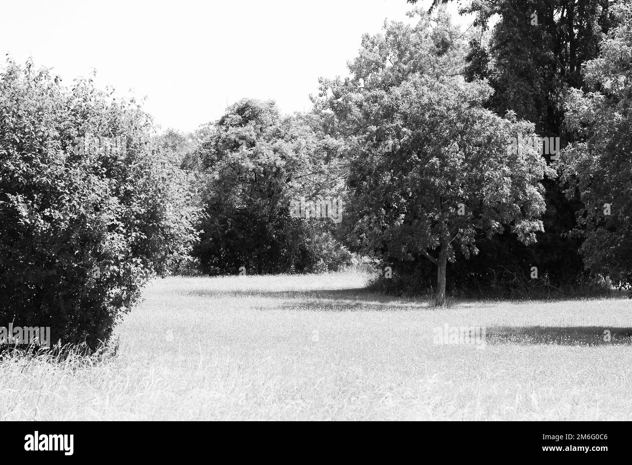 Typical common field in the summer parks in a black and white ...