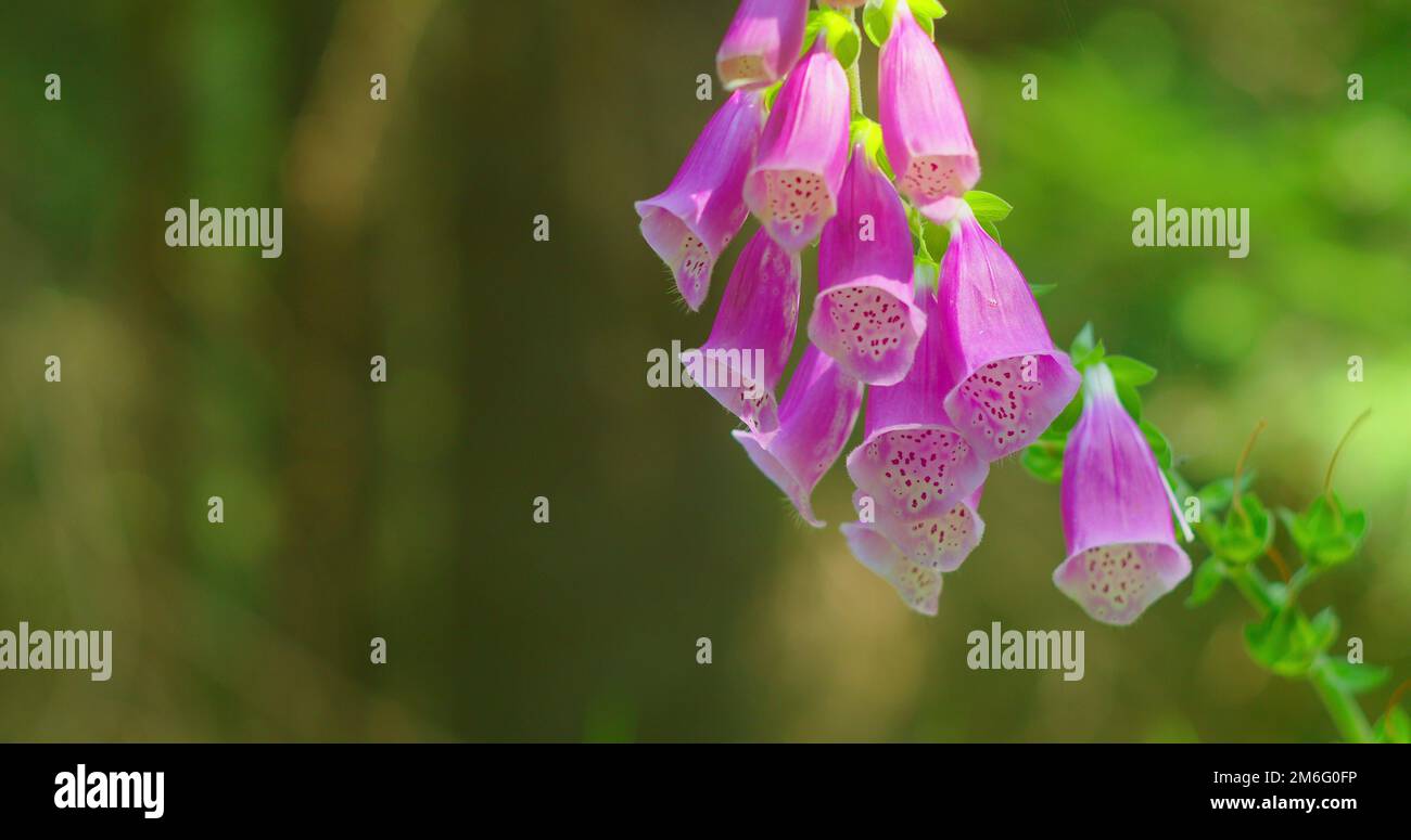 Pink-purple foxglove perennial flower plant covered with gray-white ...
