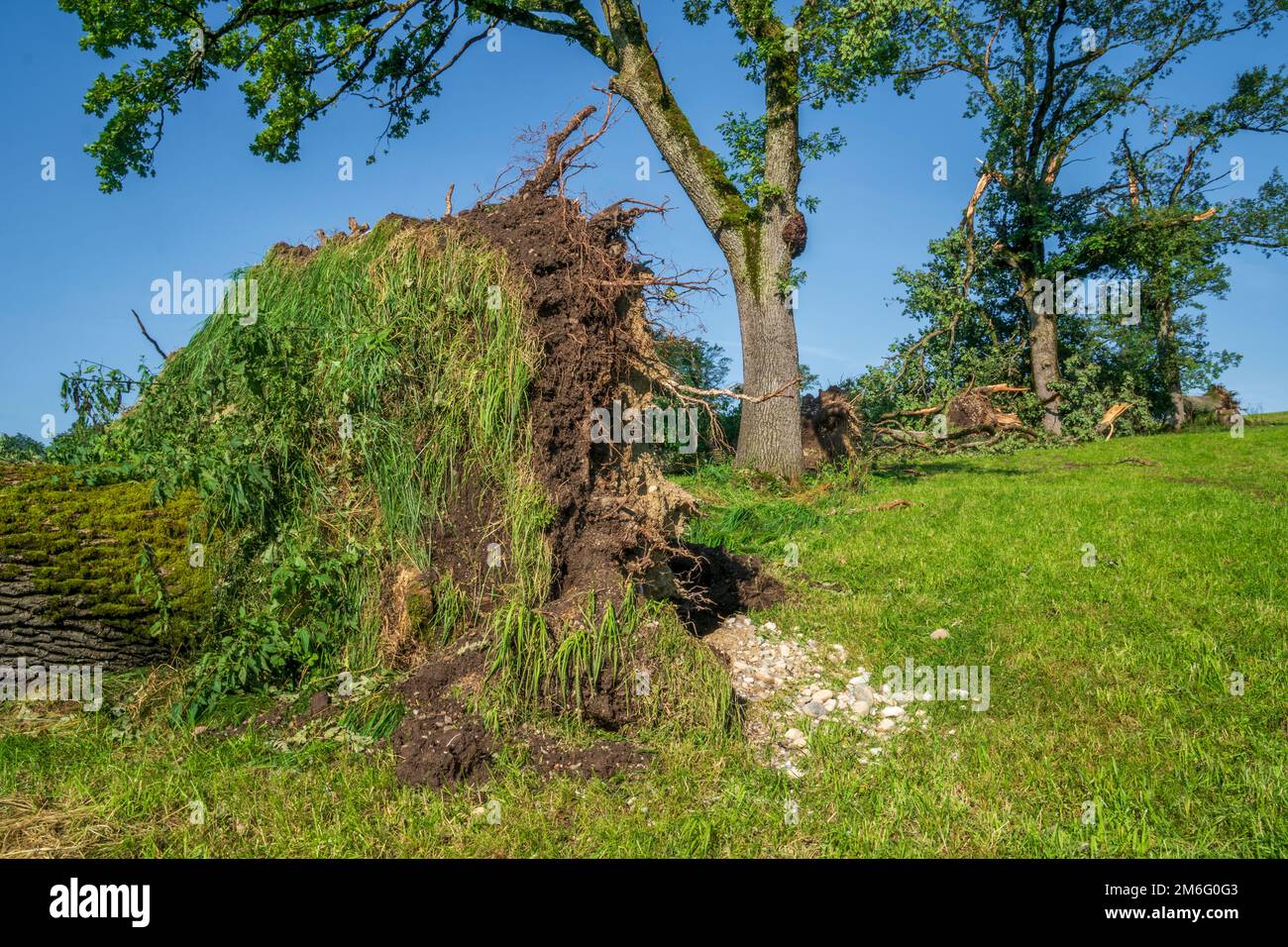 Hail damage and heavy rain destroys agriculture Stock Photo - Alamy