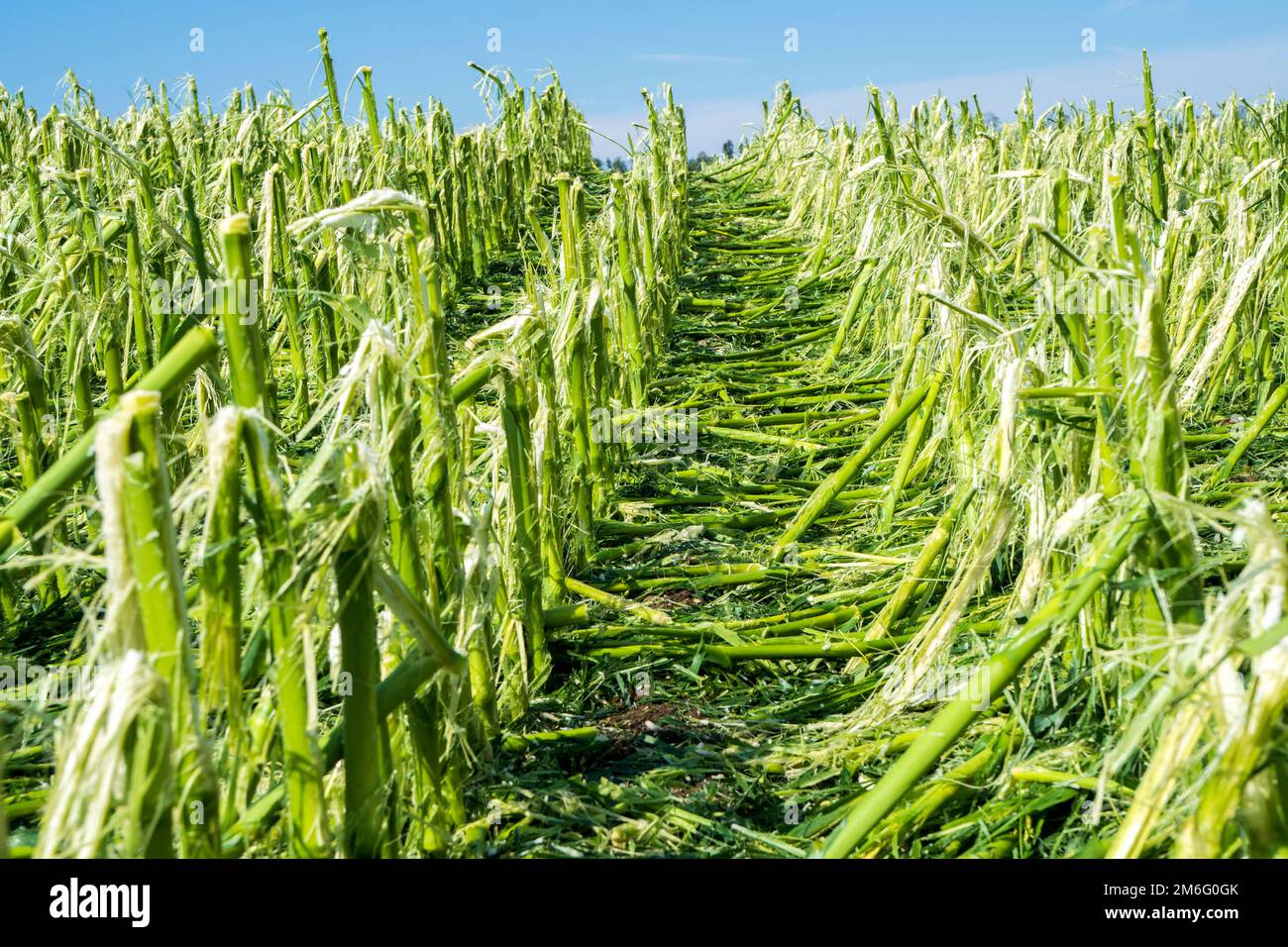 Hail damage and heavy rain destroys agriculture Stock Photo - Alamy