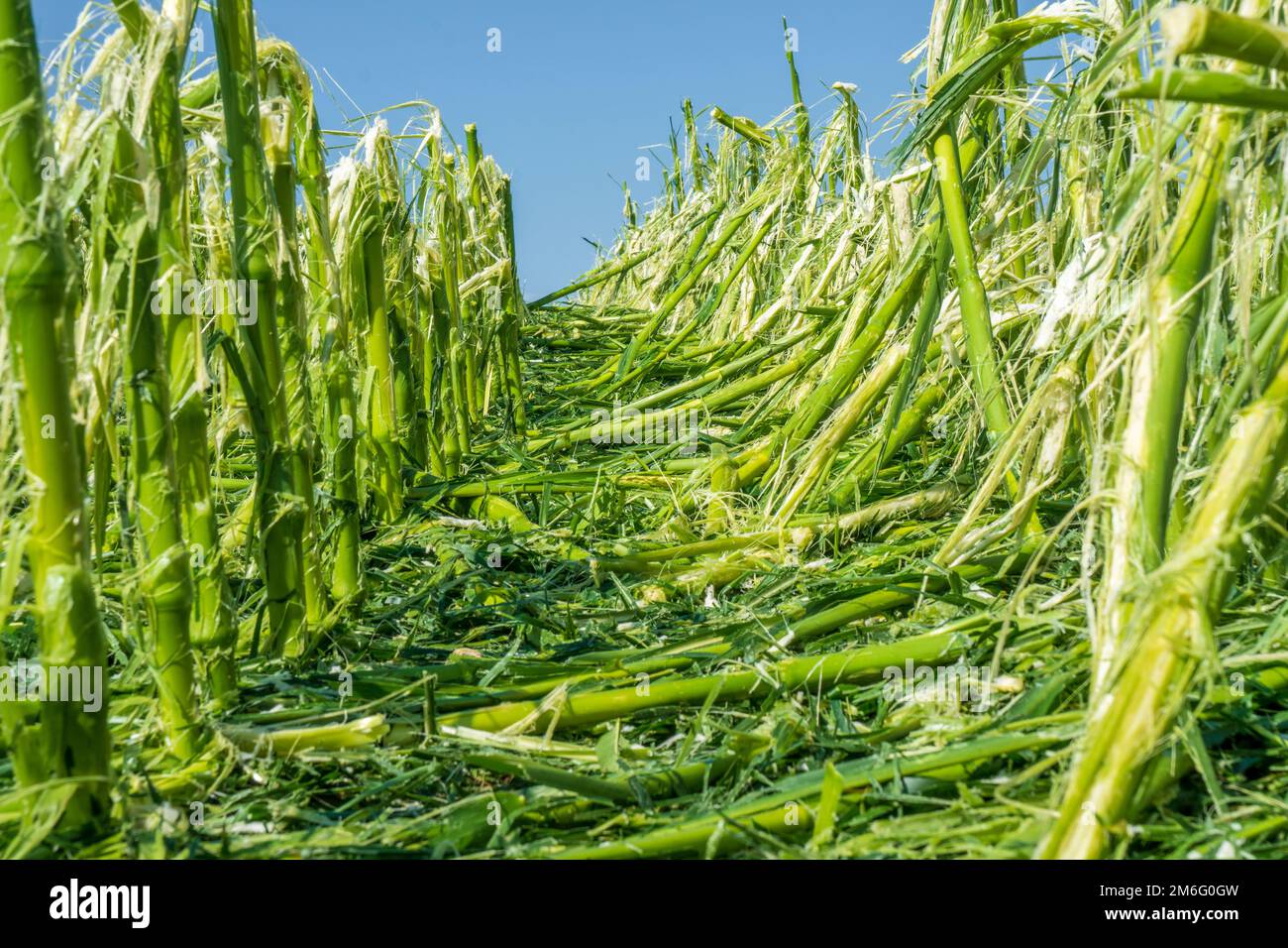 Hail damage and heavy rain destroys agriculture Stock Photo - Alamy
