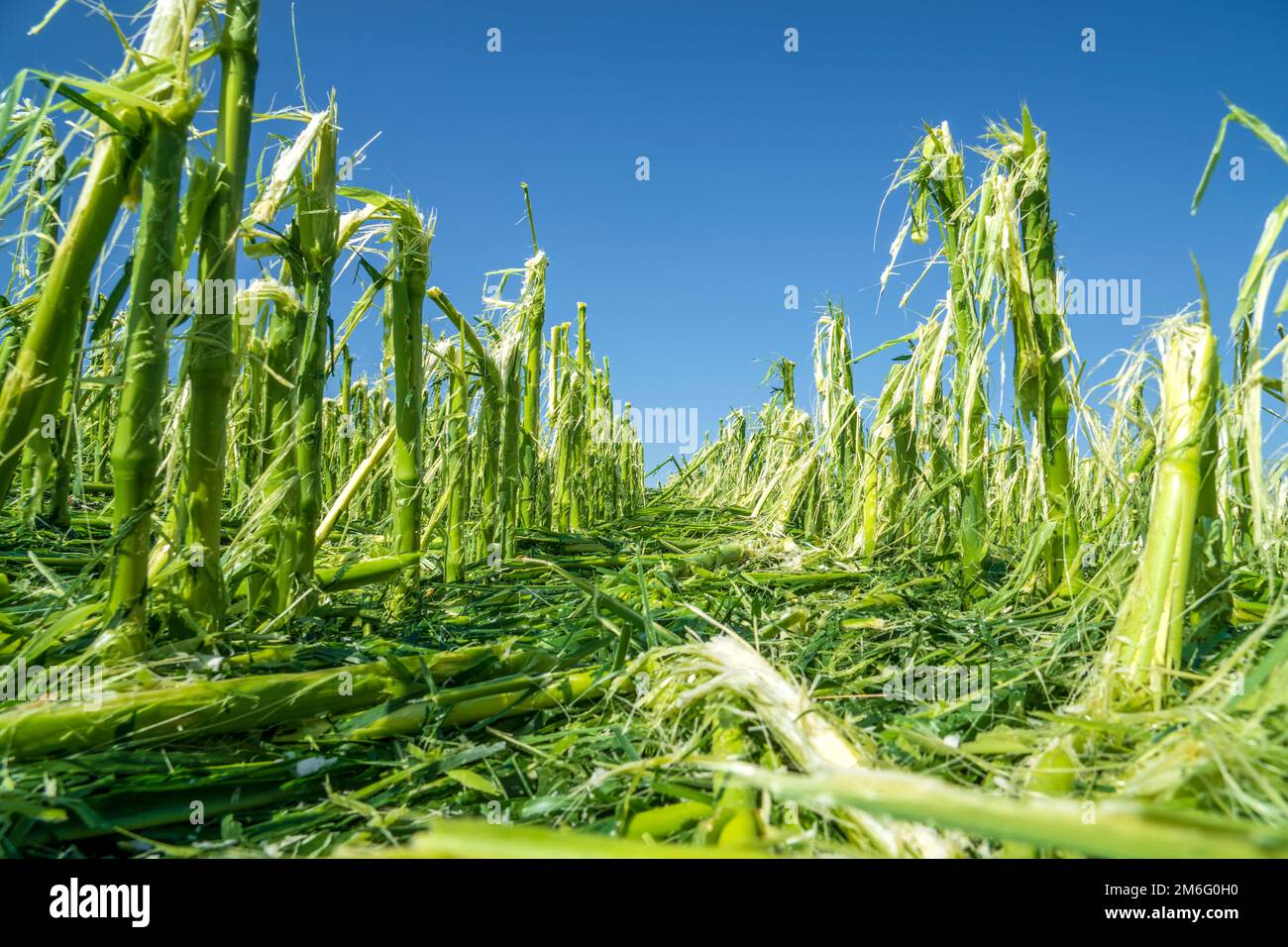 Hail damage and heavy rain destroys agriculture Stock Photo - Alamy