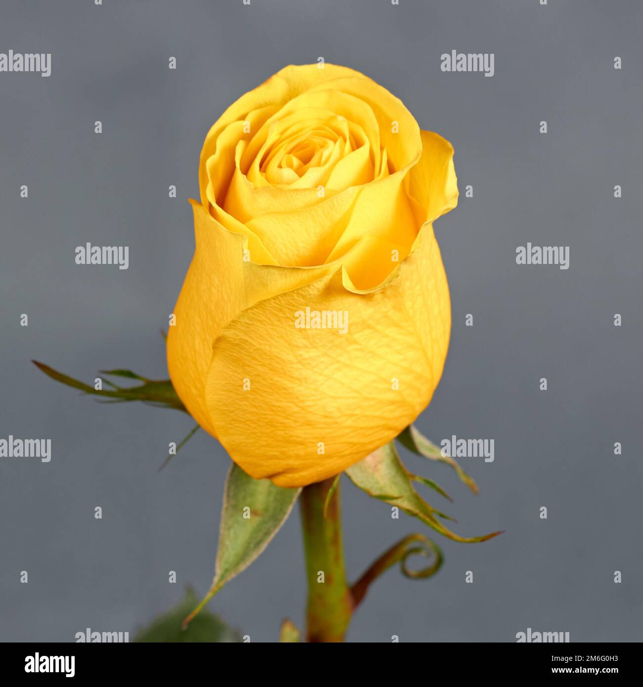 Valentine's Day. Flowers composition. frame made of rose flowers ...