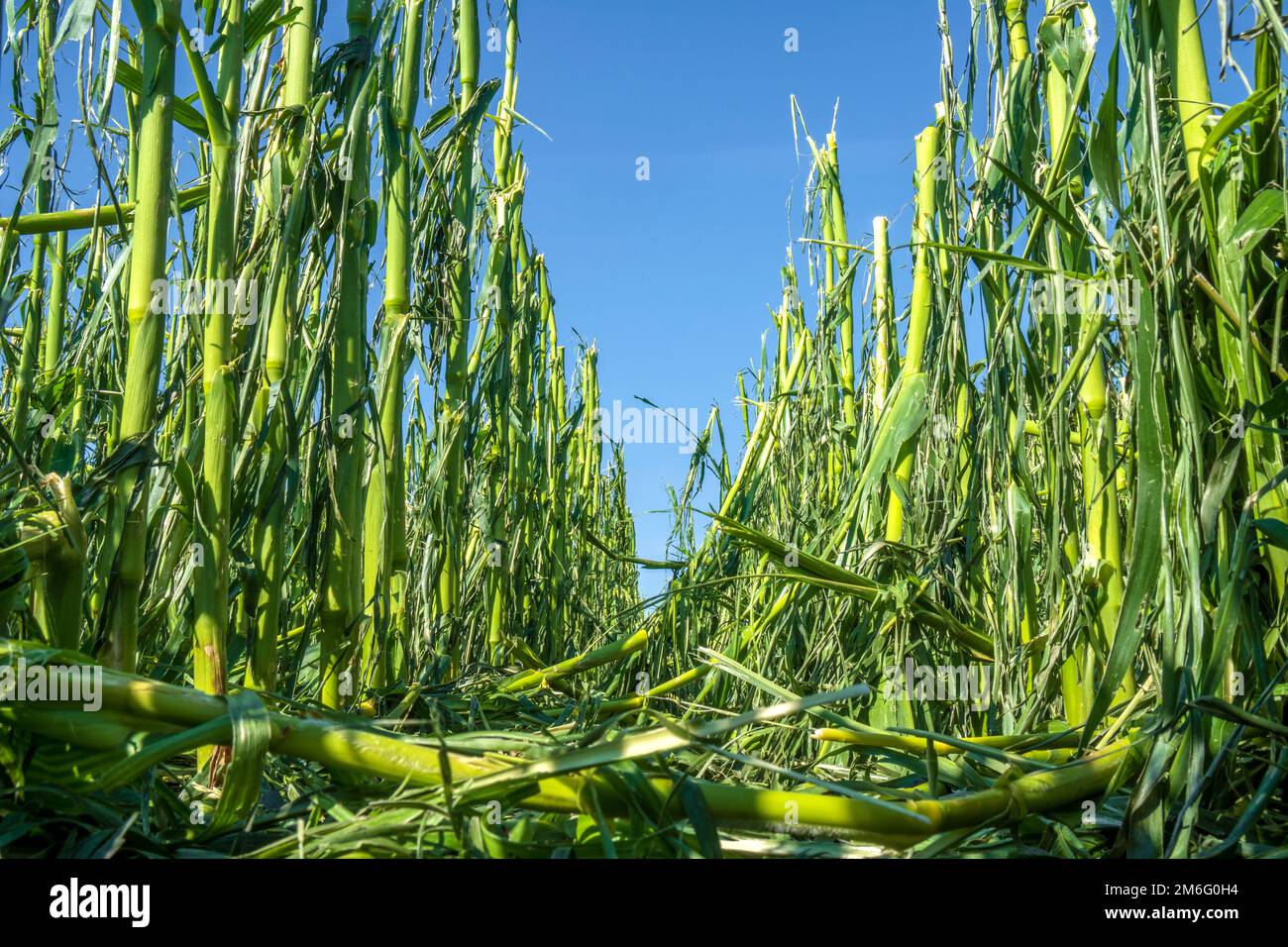 Hail damage and heavy rain destroys agriculture Stock Photo - Alamy