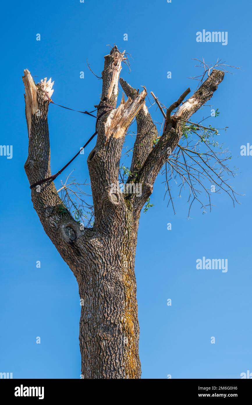 Hail damage and heavy rain destroys agriculture Stock Photo - Alamy