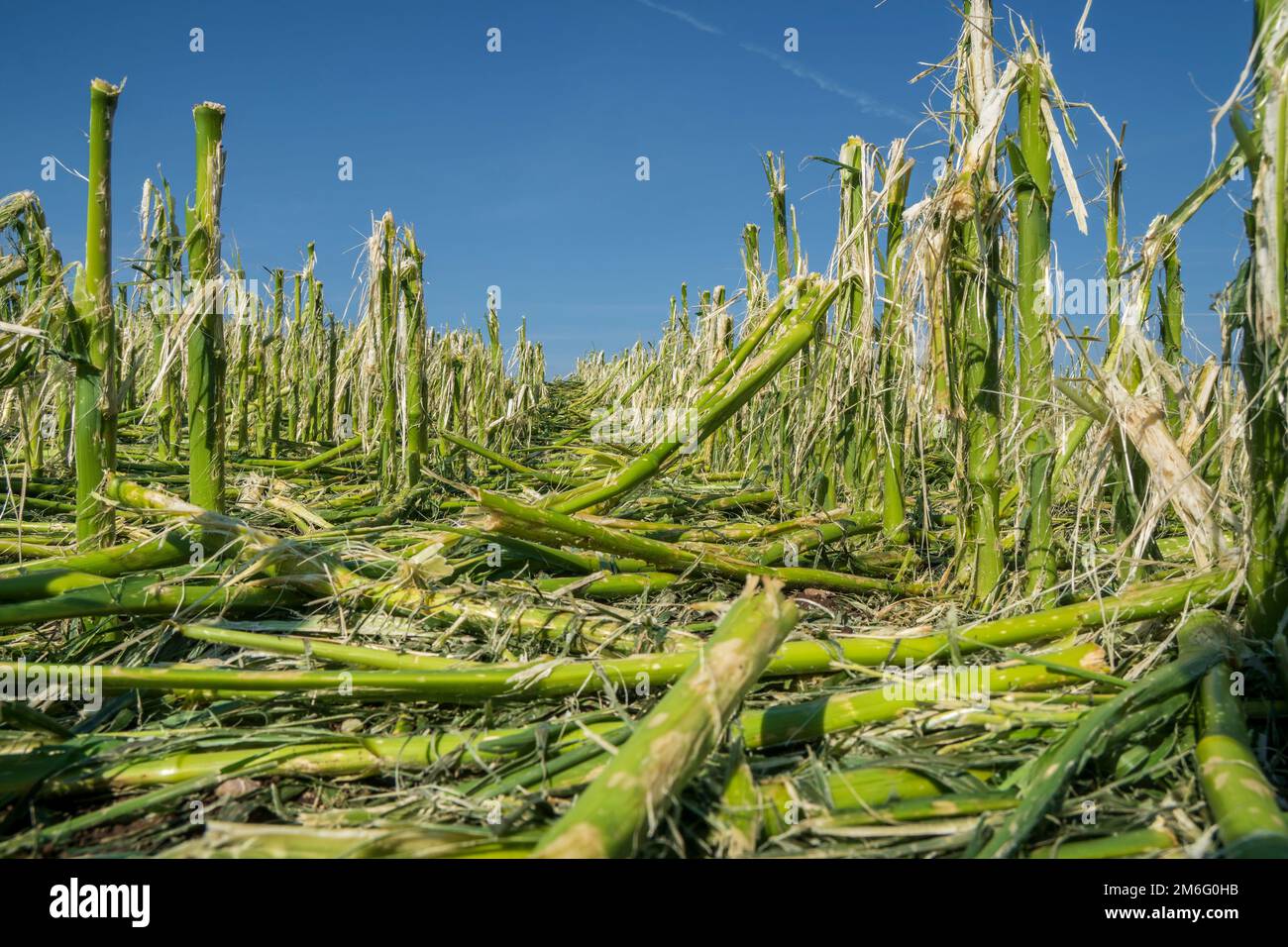 Hail damage and heavy rain destroys agriculture Stock Photo - Alamy