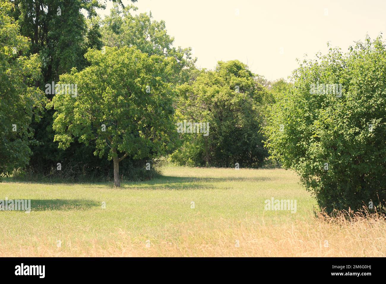 Typical common field in the summer parks Stock Photo - Alamy